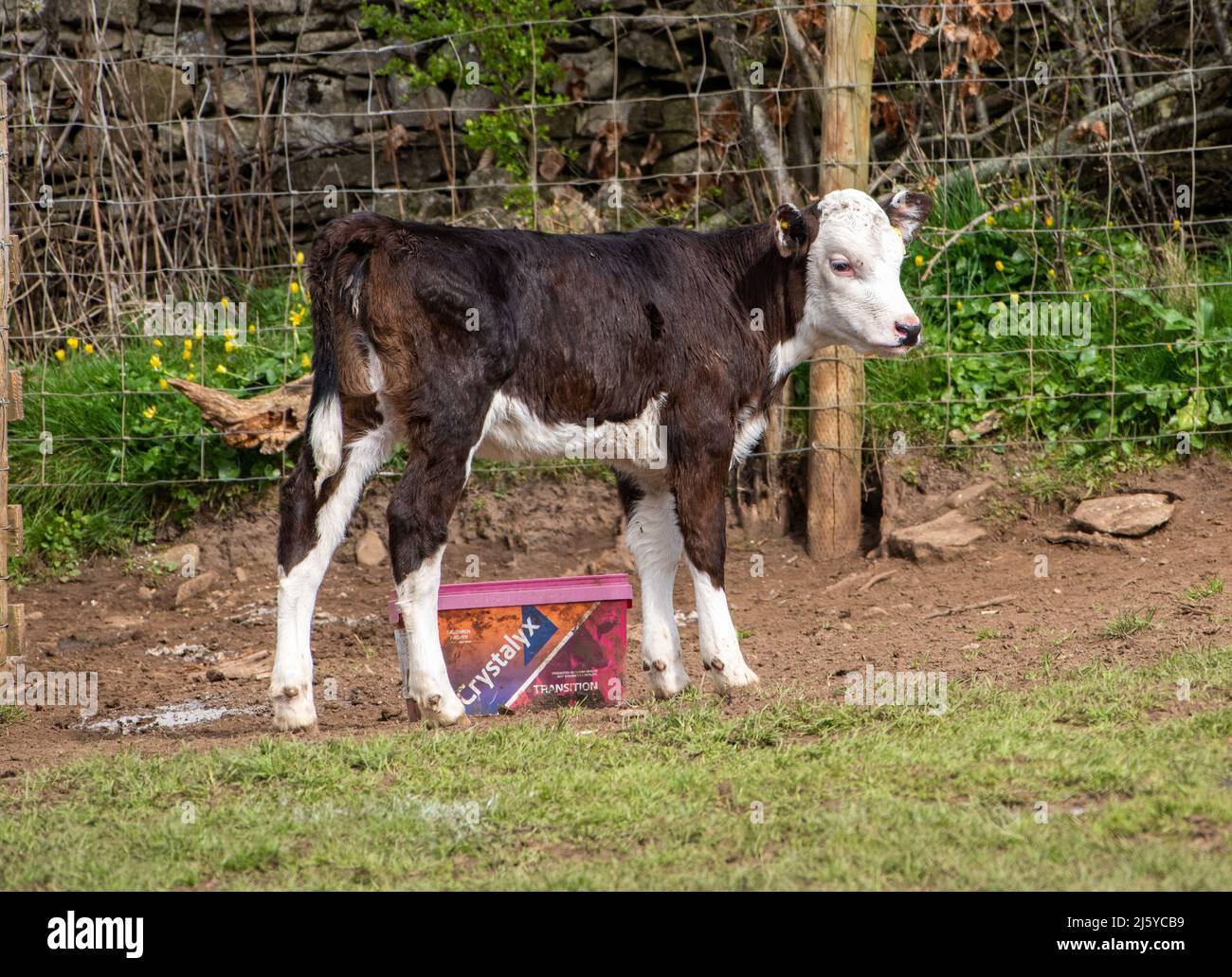 Kalb hereford kreuz -Fotos und -Bildmaterial in hoher Auflösung – Alamy