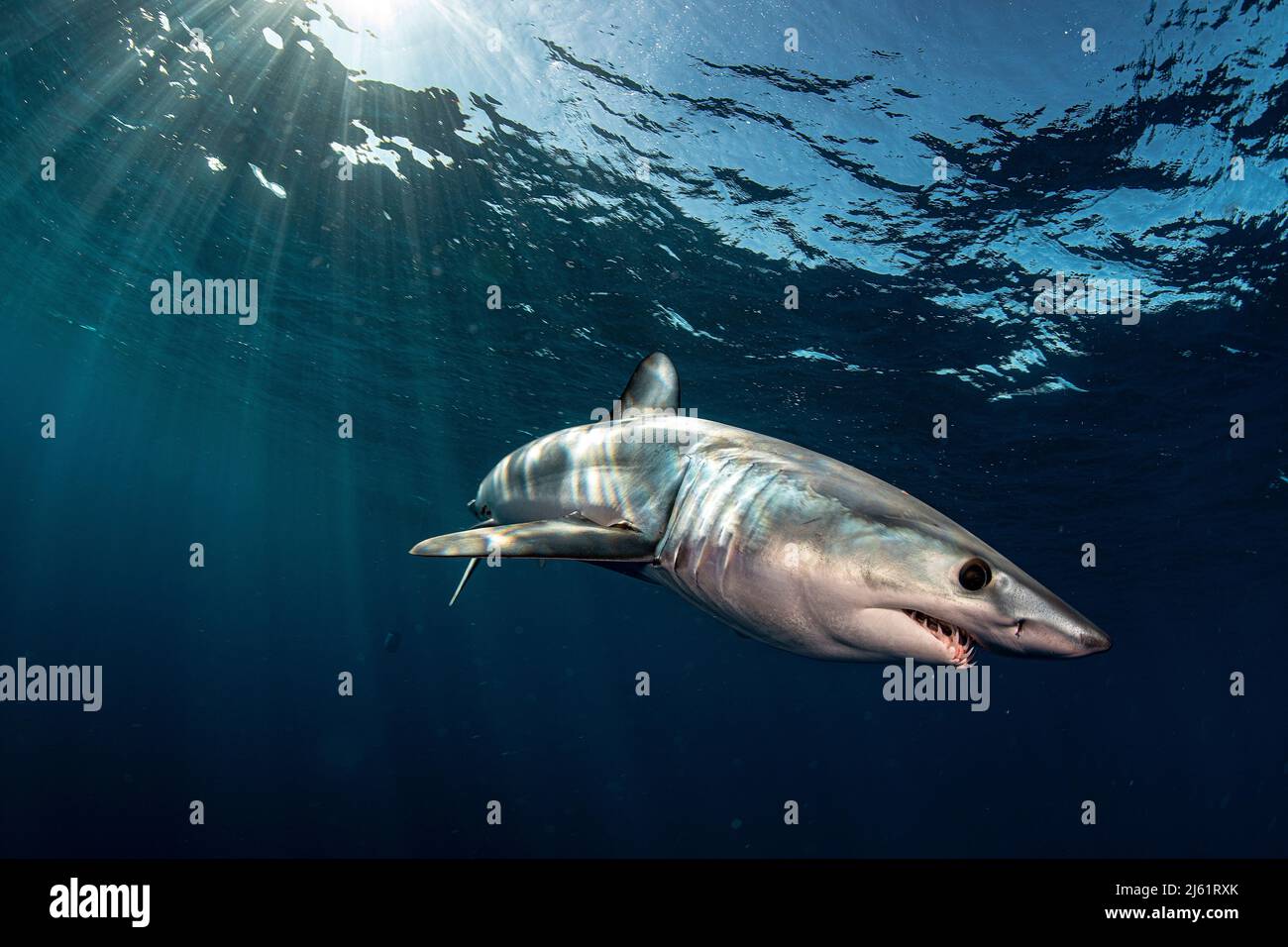 Atlantischer makohai -Fotos und -Bildmaterial in hoher Auflösung – Alamy