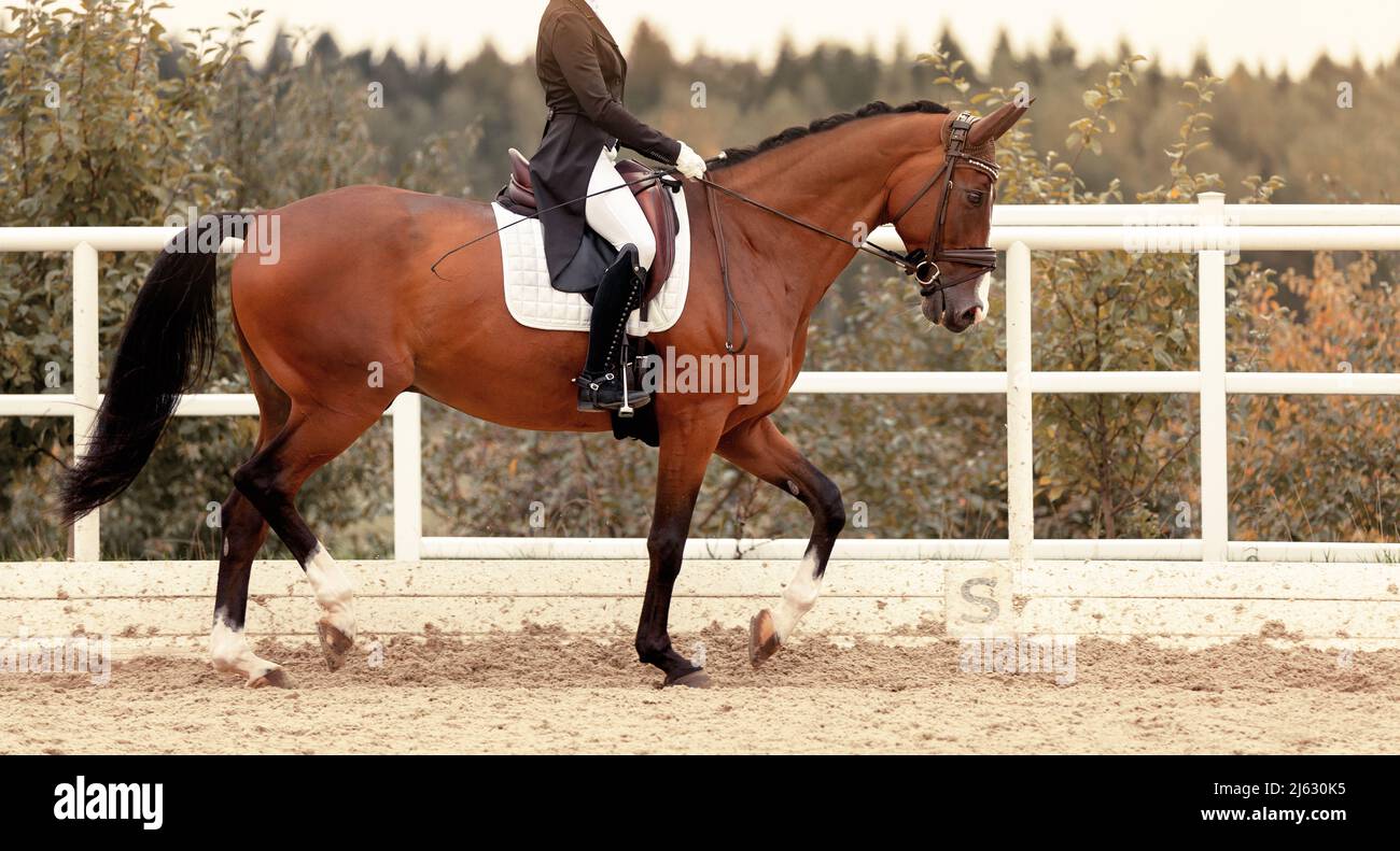 Klassisches dressurtraining -Fotos und -Bildmaterial in hoher Auflösung ...