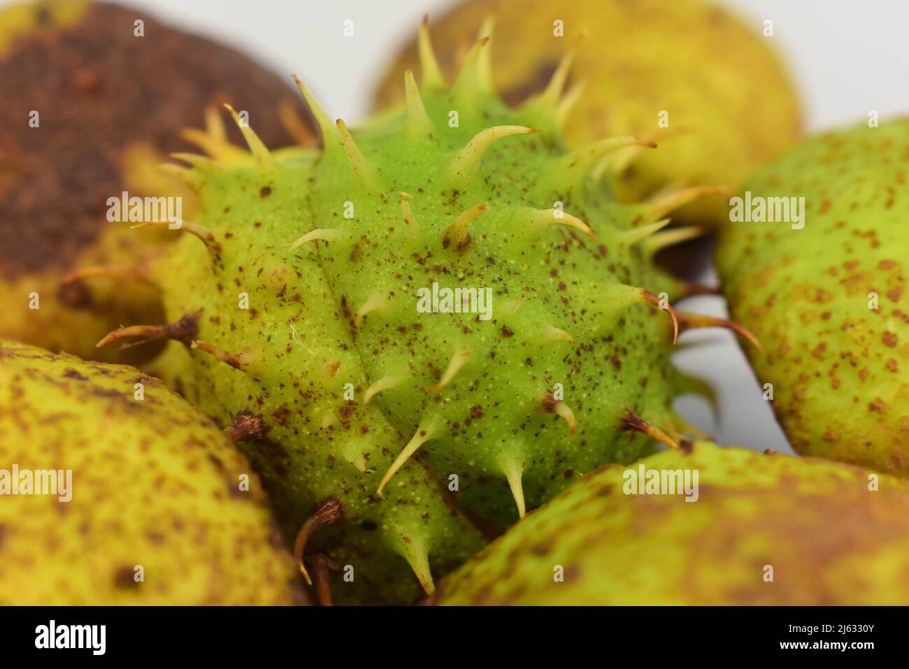 Spikey schale -Fotos und -Bildmaterial in hoher Auflösung – Alamy