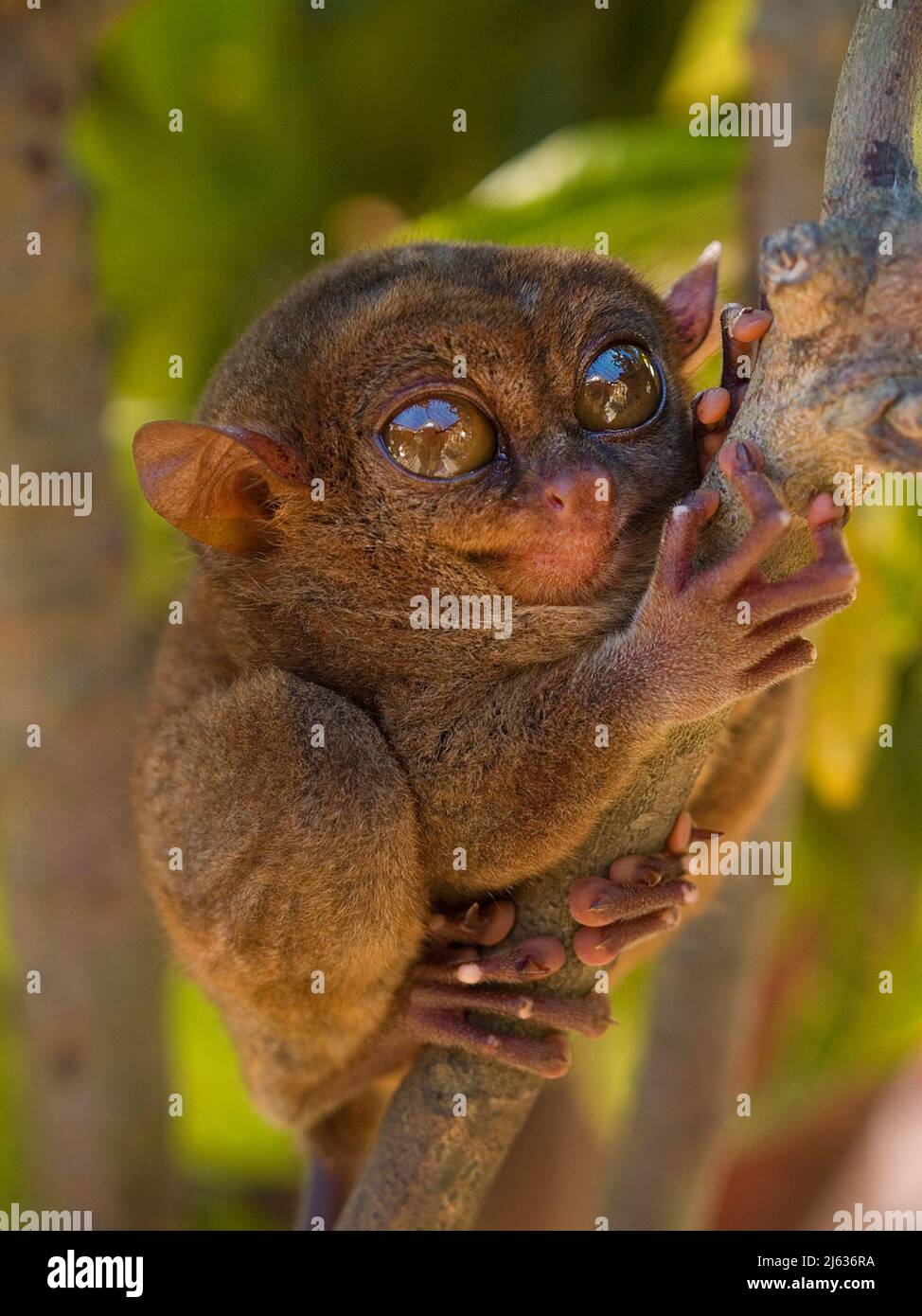 Philippinischer Tarsier (Tarsius syrichta) der kleinste Affe der Welt ...