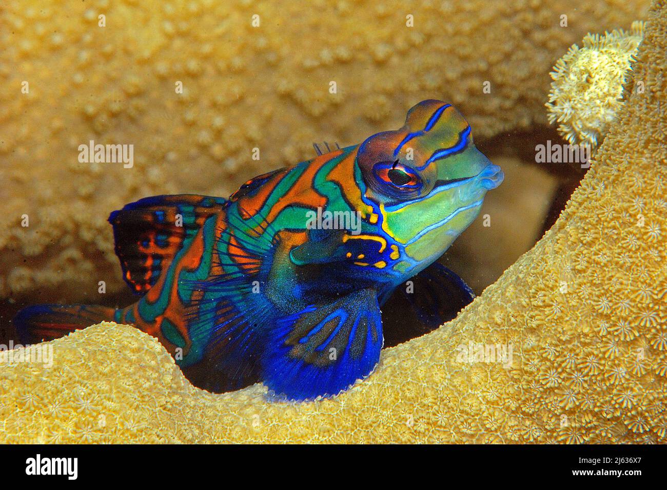 Mandarin leierfisch -Fotos und -Bildmaterial in hoher Auflösung – Alamy