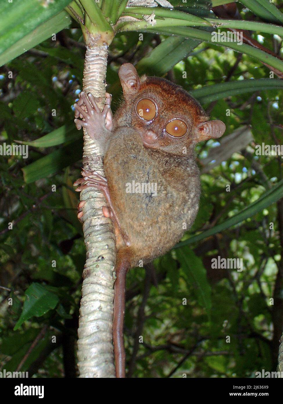 Philippinischer tarsier tarsier tarsius syrichta primate affe weltweit ...