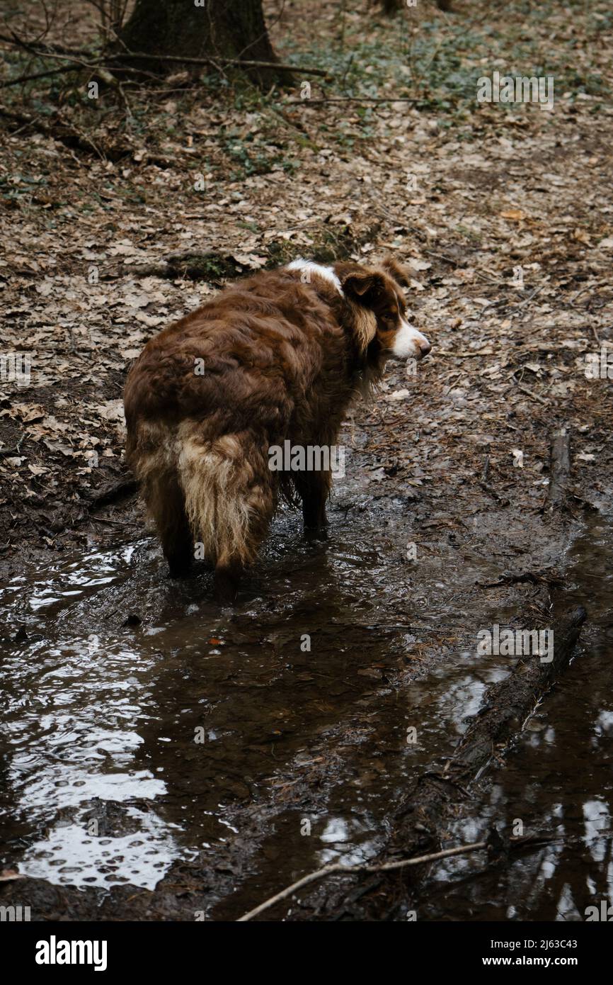 Australian Shepherd Red Tricolor steht in Pfütze mitten im Wald nach ...