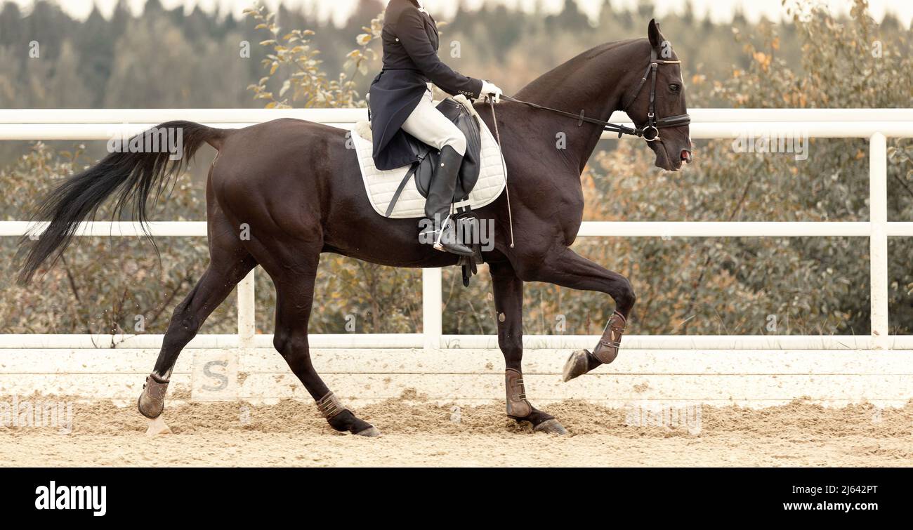 Klassisches Dressurpferd im Test. Trab Stärkung der Suspension Phase ...