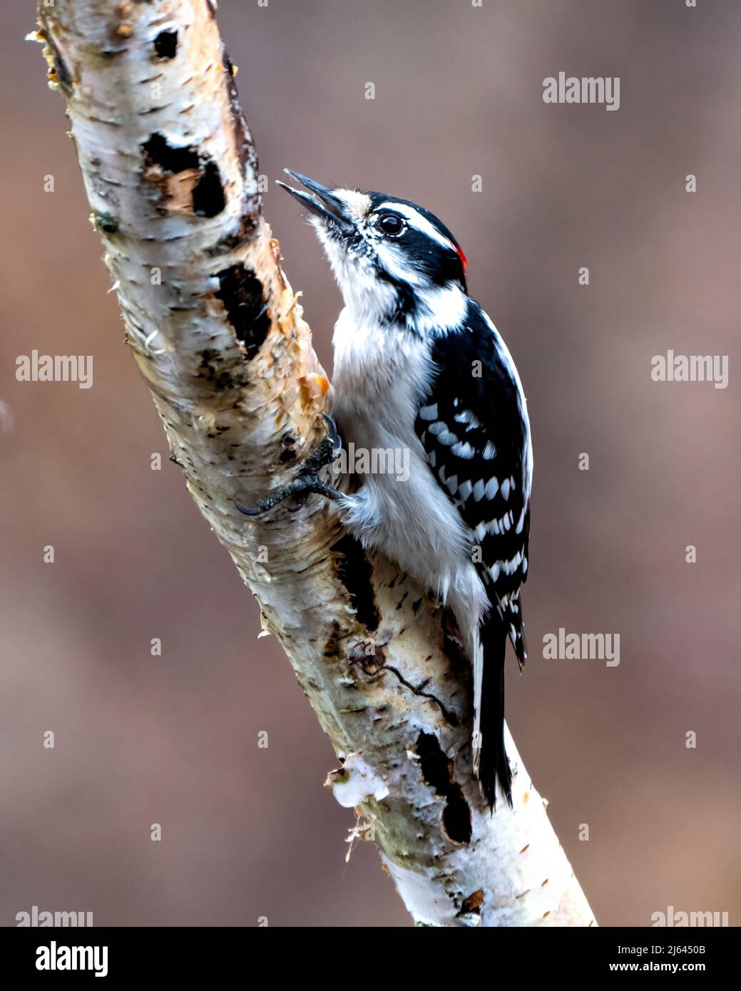 Specht kalender vogelfoto -Fotos und -Bildmaterial in hoher Auflösung ...