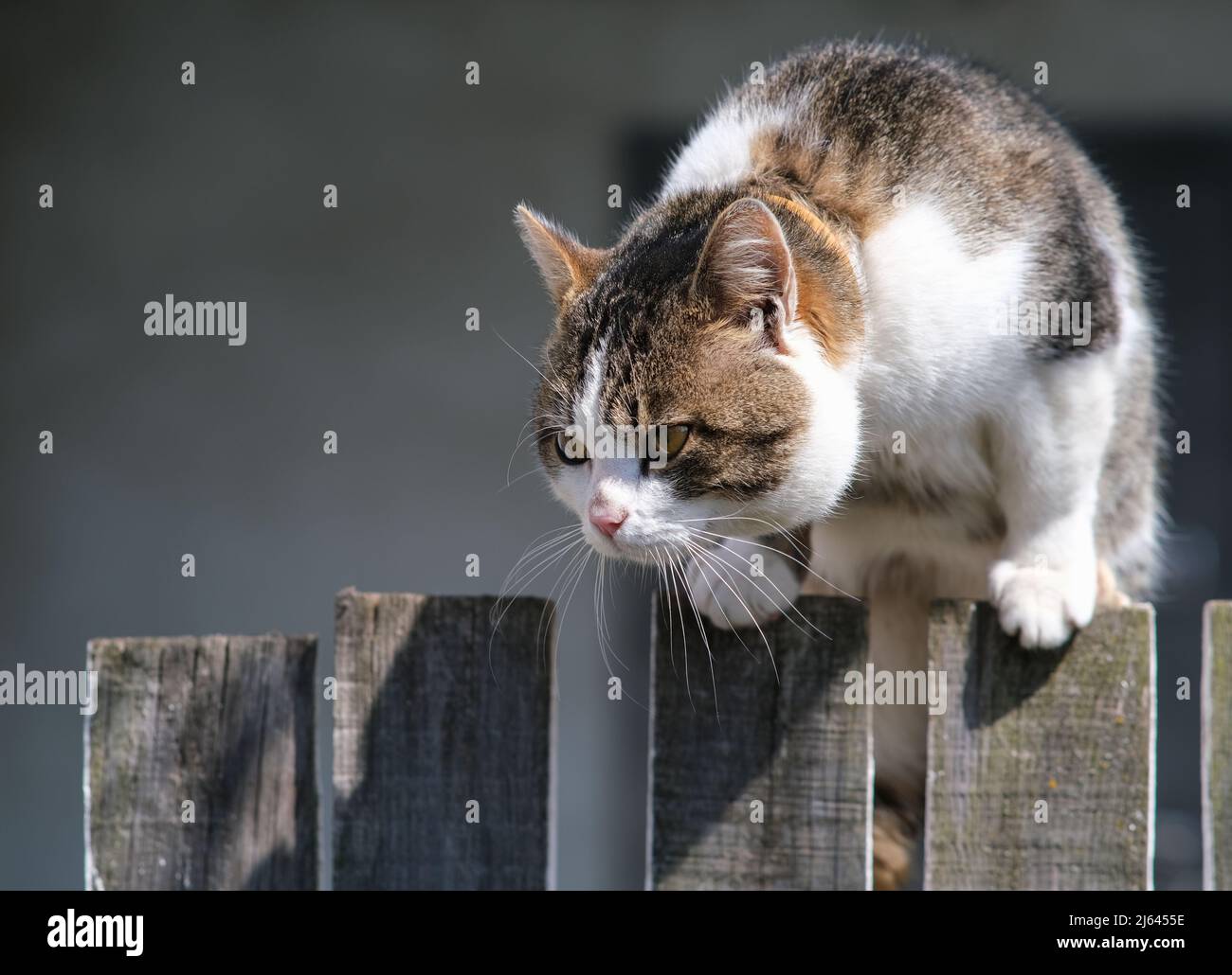 Blick der katze -Fotos und -Bildmaterial in hoher Auflösung – Alamy