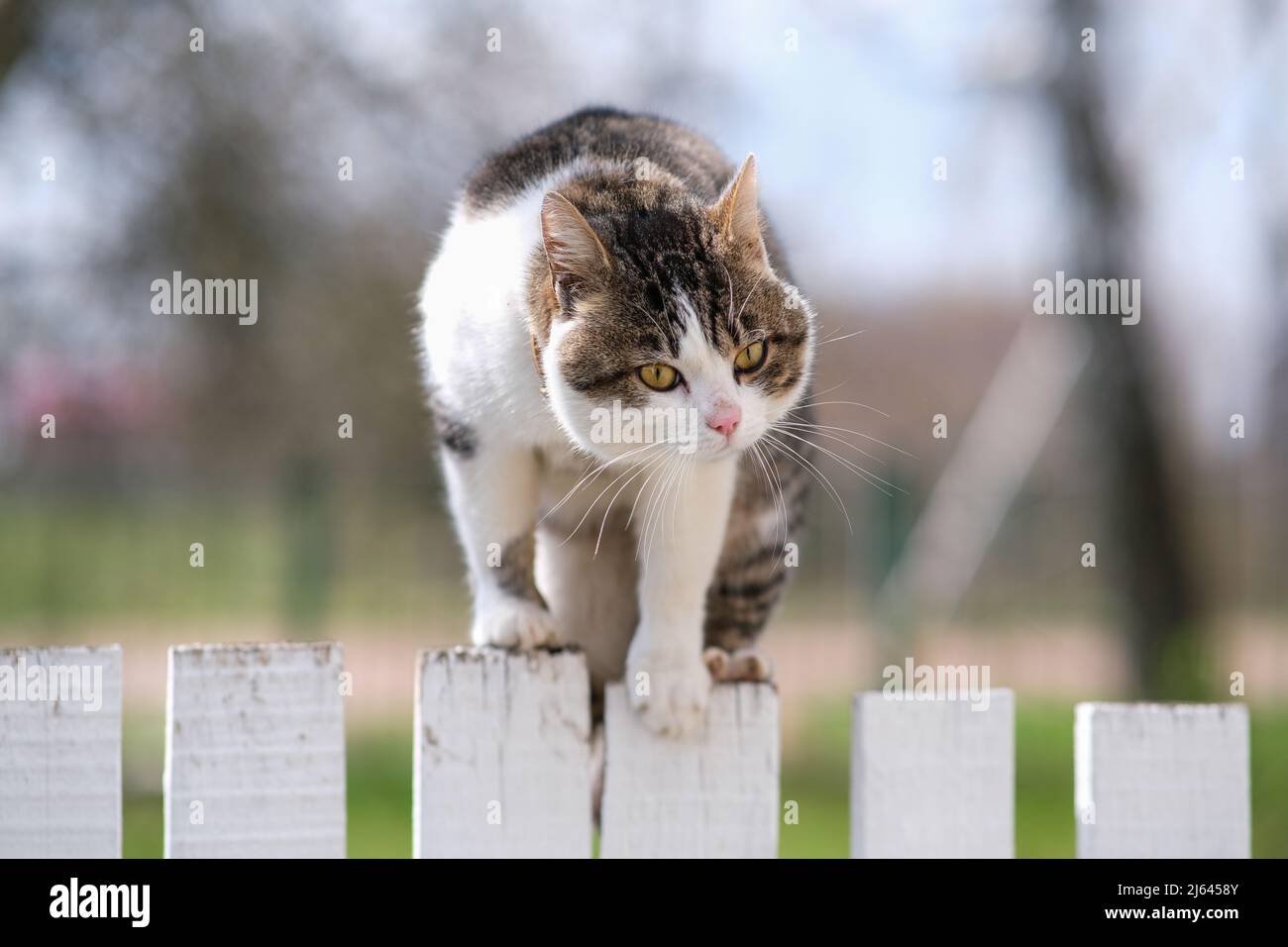 Blick der katze -Fotos und -Bildmaterial in hoher Auflösung – Alamy