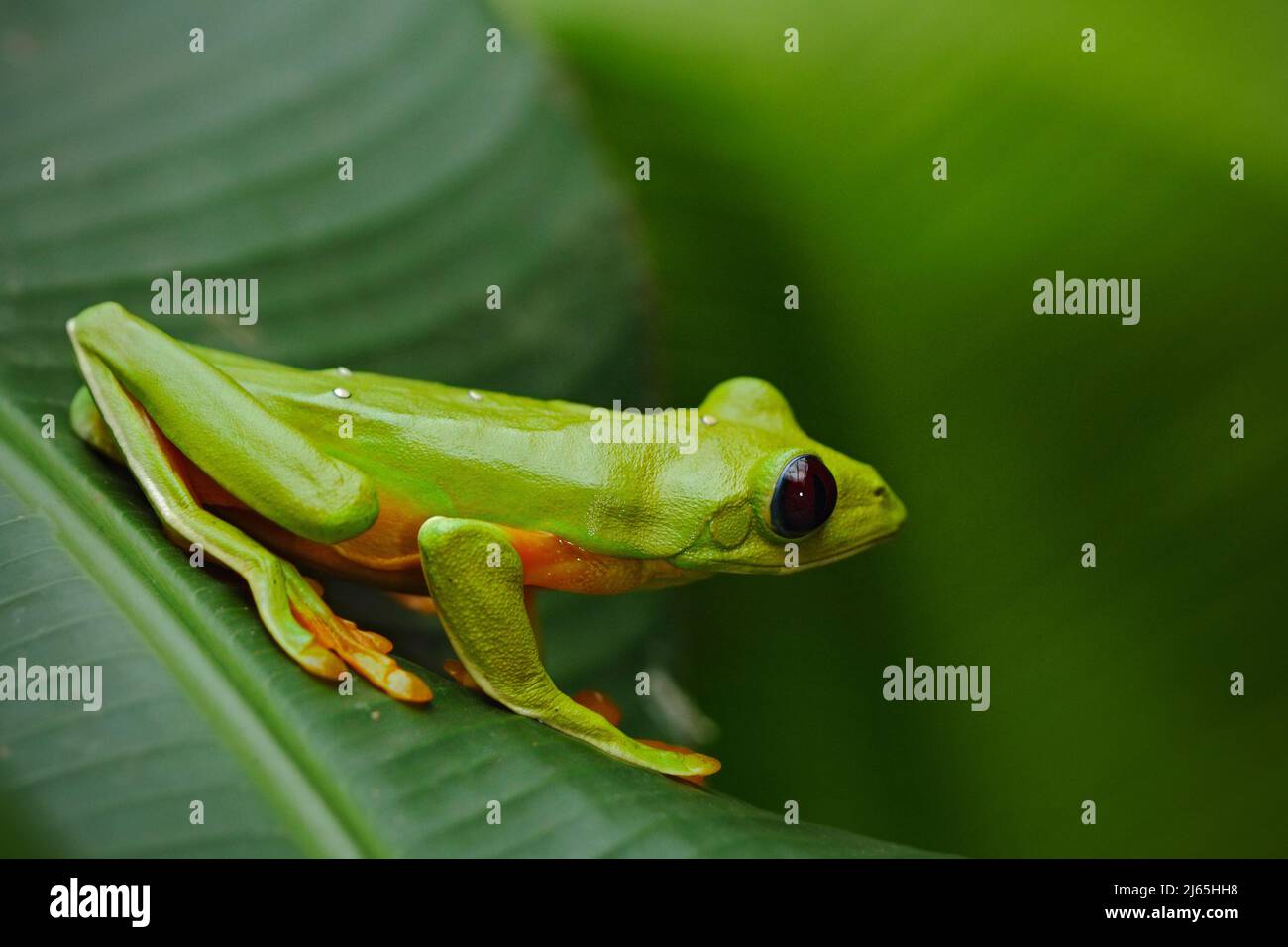 Flying Leaf Frog, Agalychnis spurrelli, grüner Frosch auf den Blättern ...