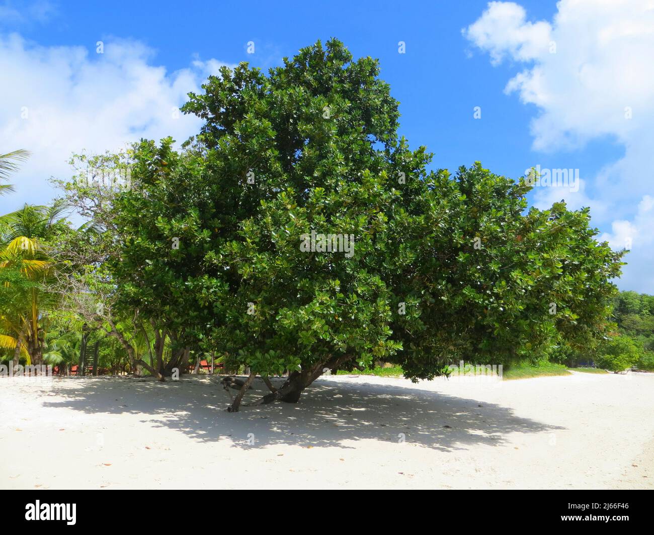 Takamaka tree -Fotos und -Bildmaterial in hoher Auflösung – Alamy