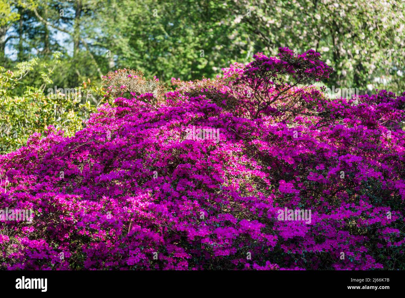 Azalea rhododendron obtusum -Fotos und -Bildmaterial in hoher Auflösung ...