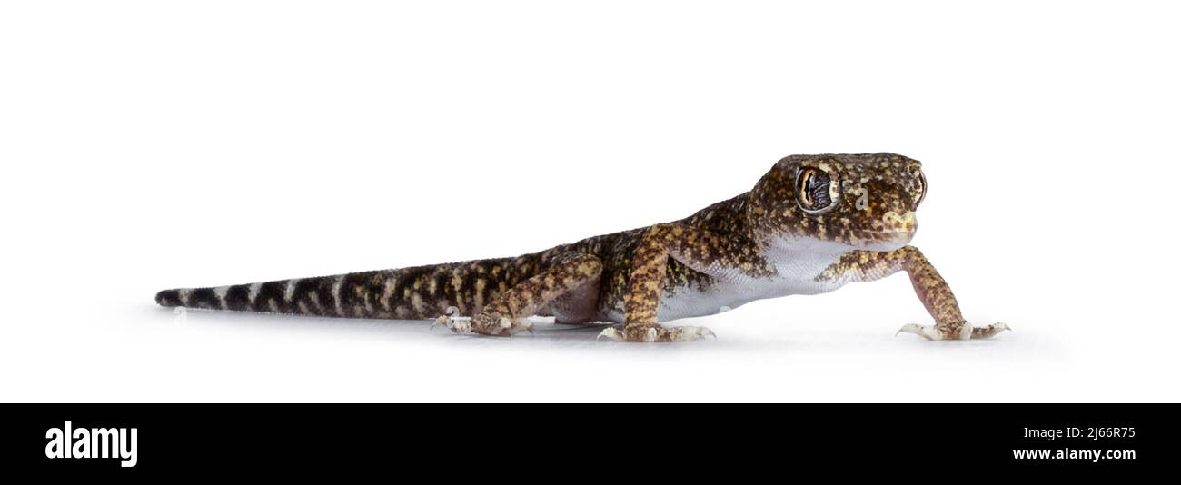 Egyptian gecko -Fotos und -Bildmaterial in hoher Auflösung – Alamy