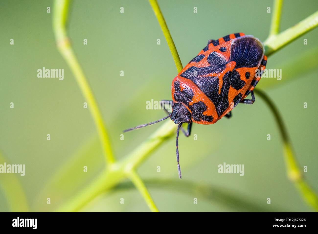 Eurydema ventricis ist ein Schildwanzen der Familie Pentatomidae ...