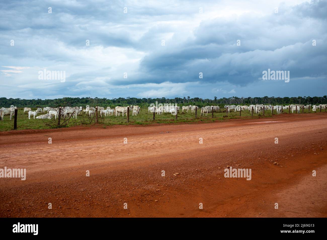 Transamazonica road -Fotos und -Bildmaterial in hoher Auflösung – Alamy