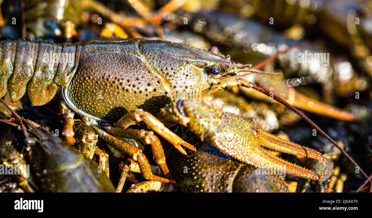 Großer Hummer. Ein großer Flusskrebse. Riesiger Hummer. Crayfishs leben ...