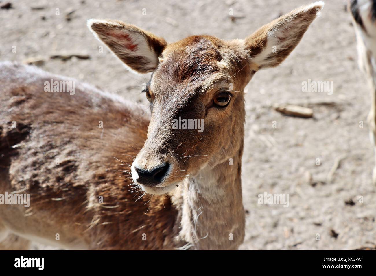 Mufflon (Ovis gmelini musimon) im Wildgehege, Niedersachsen ...