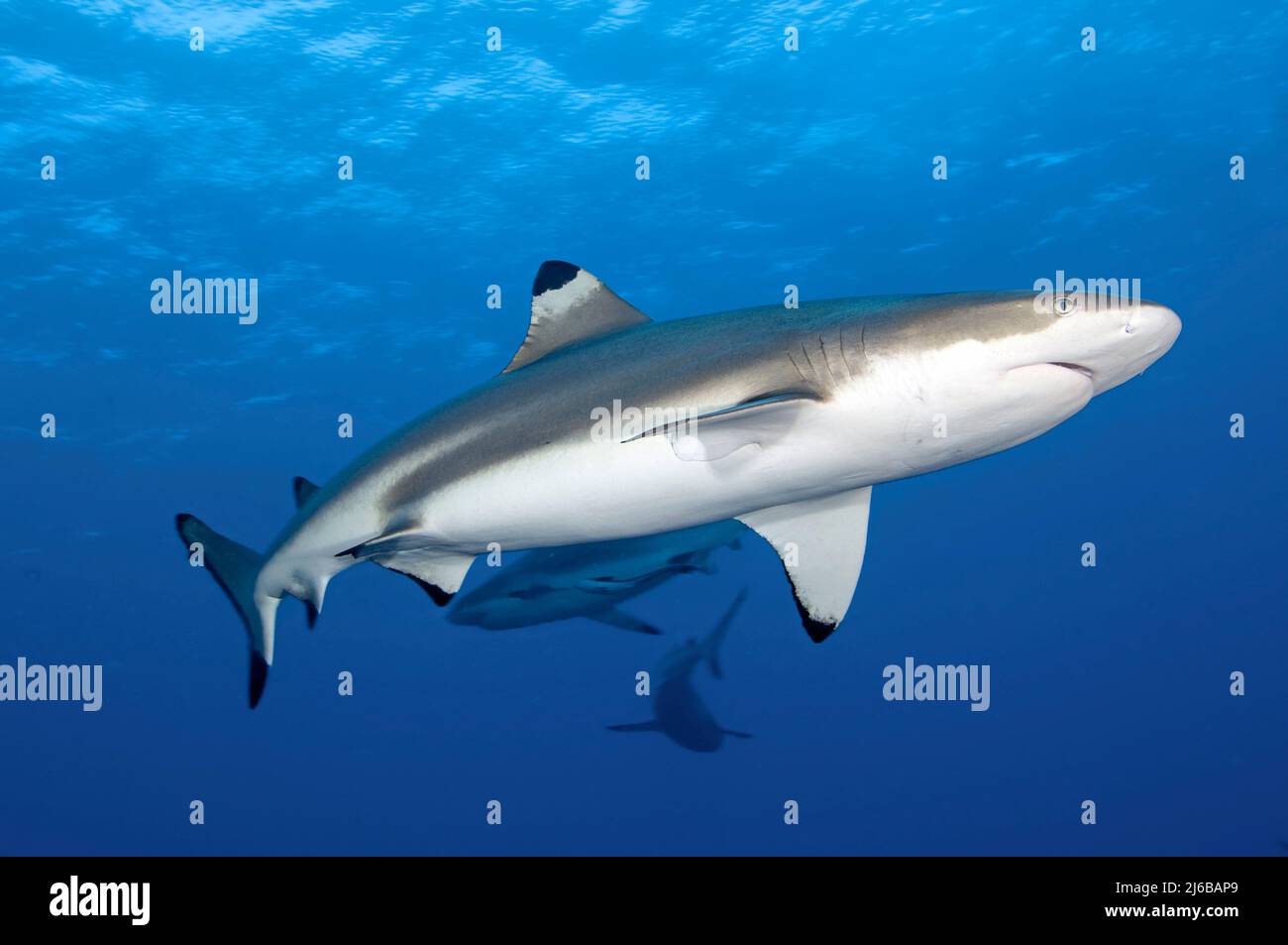 Schwarzspitzen riffhai carcharhinus melanopterus -Fotos und ...