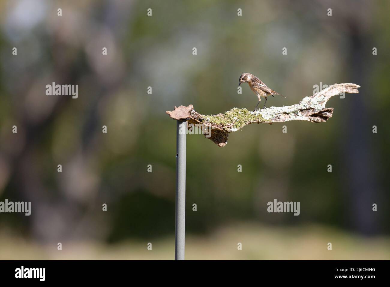 Thursley Common, Elstead. 30.. April 2022. Ein kalter und nebliger ...