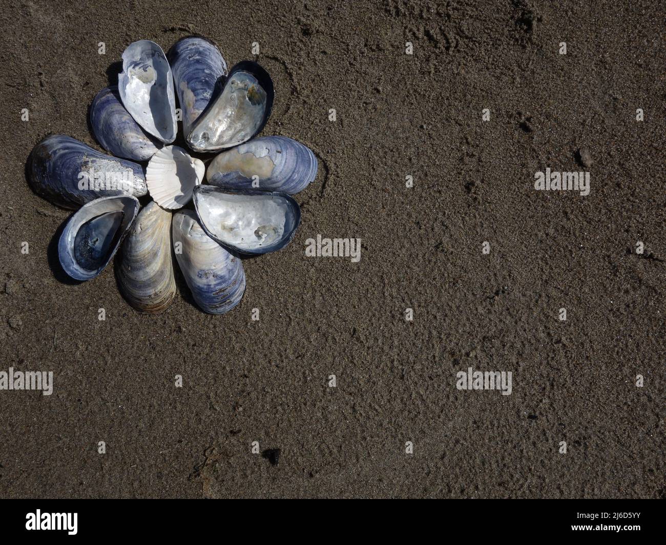 Blaue Muscheln, Mytilus edulis, in einem Kreis, wie eine Rosette, mit ...