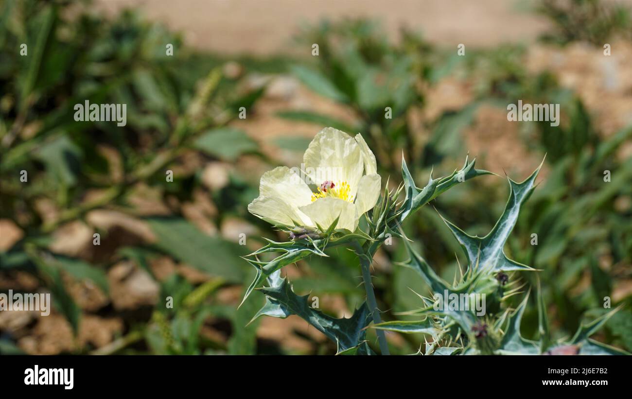 Voll blühende Blume von Argemone Mexicana Blume, Bermudadistel, kateri ...