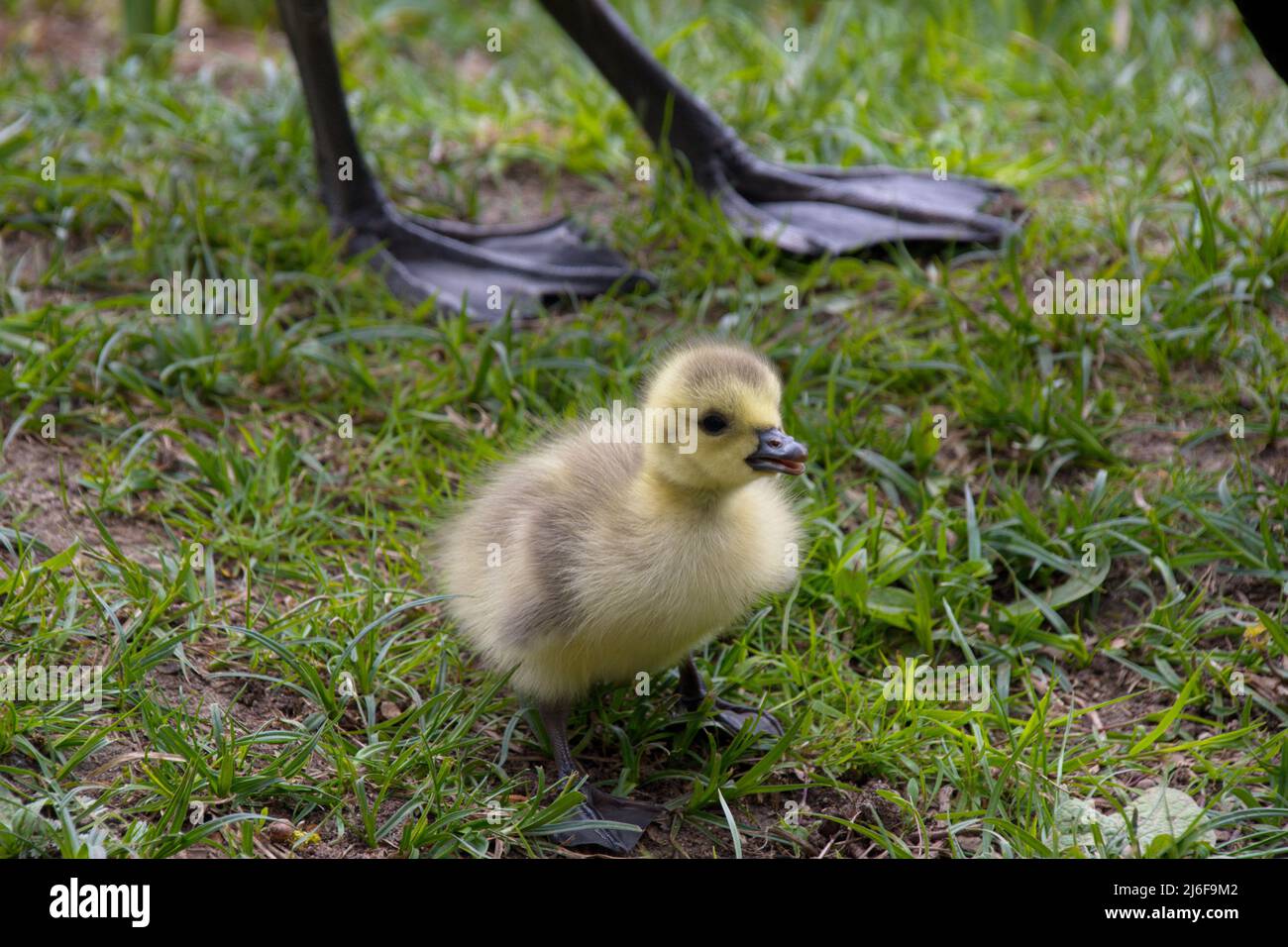 Baby gans -Fotos und -Bildmaterial in hoher Auflösung – Alamy