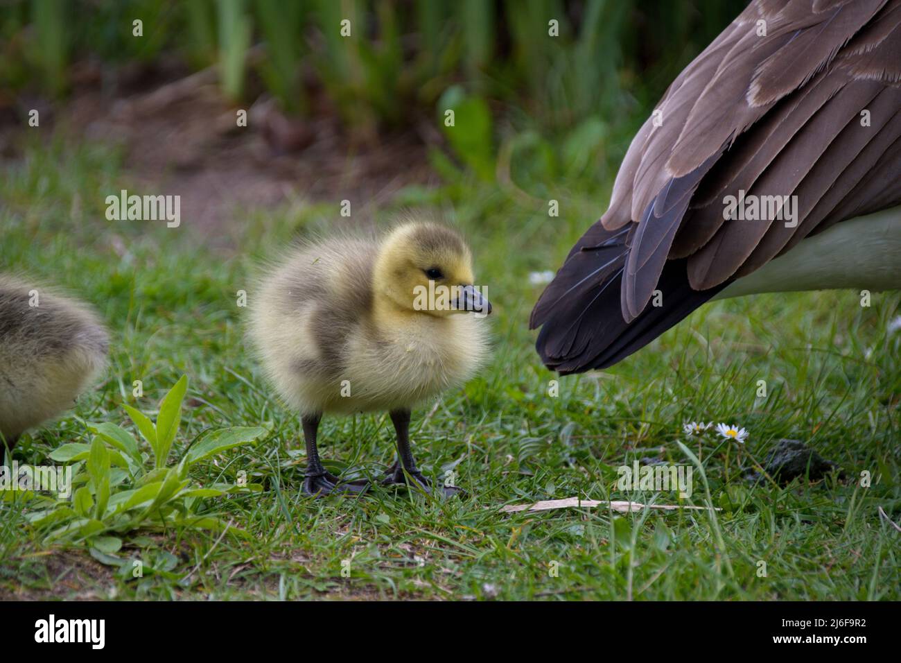 Baby gans -Fotos und -Bildmaterial in hoher Auflösung – Alamy