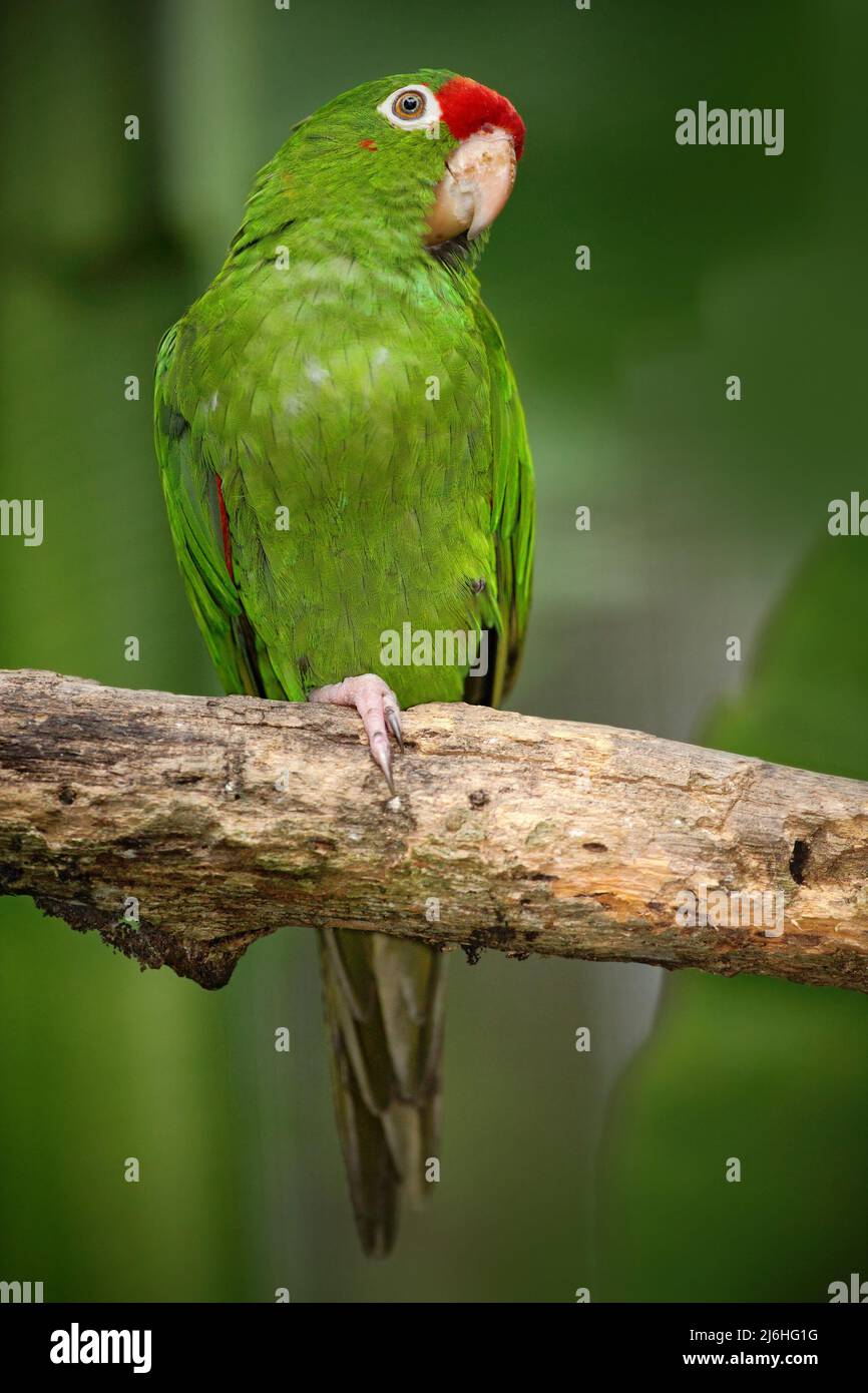 Grüner Papagei Finsch-Sittich, Aratinga finschi, Costa Rica ...