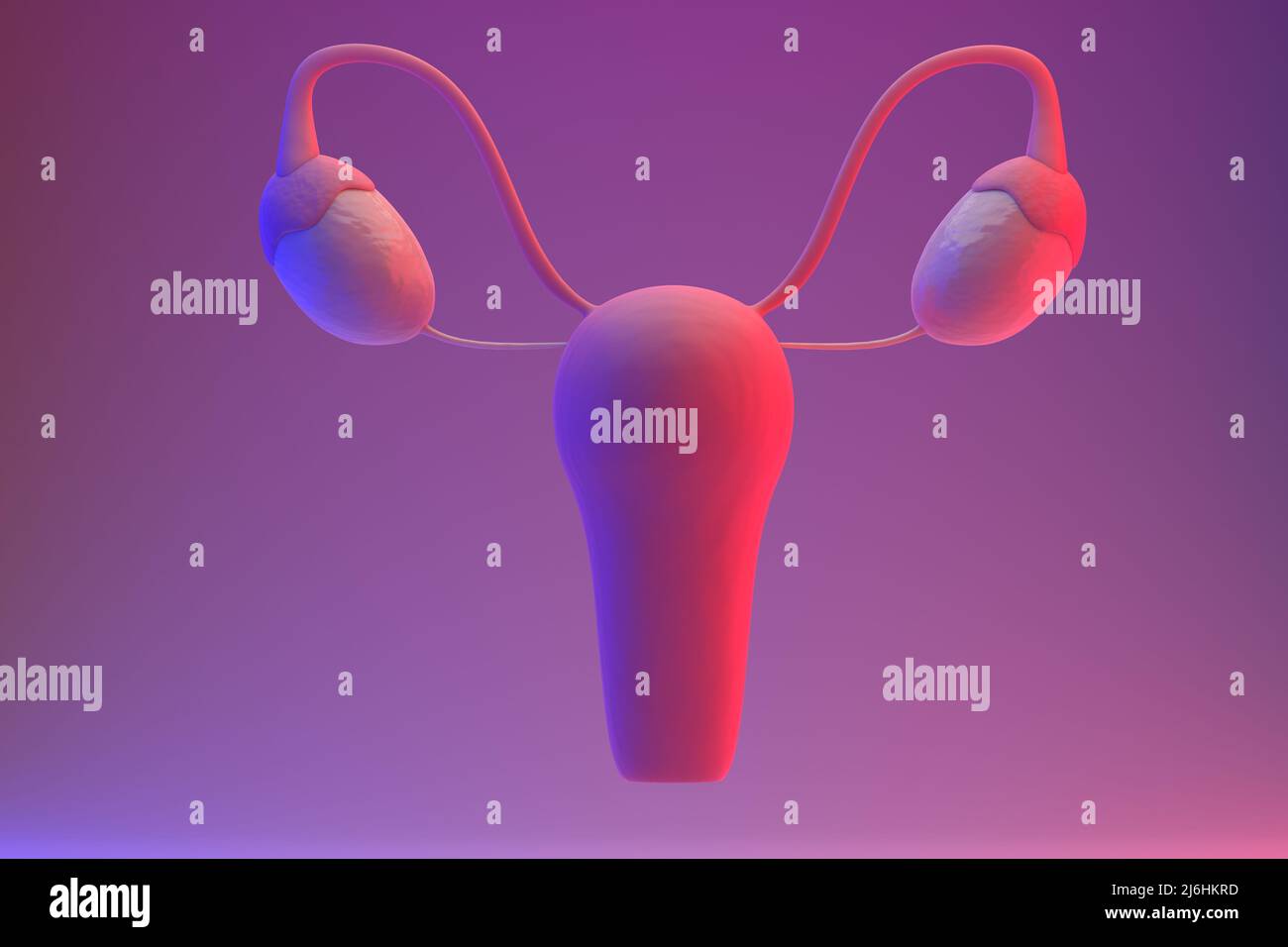Innere weibliche Geschlechtsorgane. Uterus und Eierstöcke. 3D Rendern Stockfotografie - Alamy