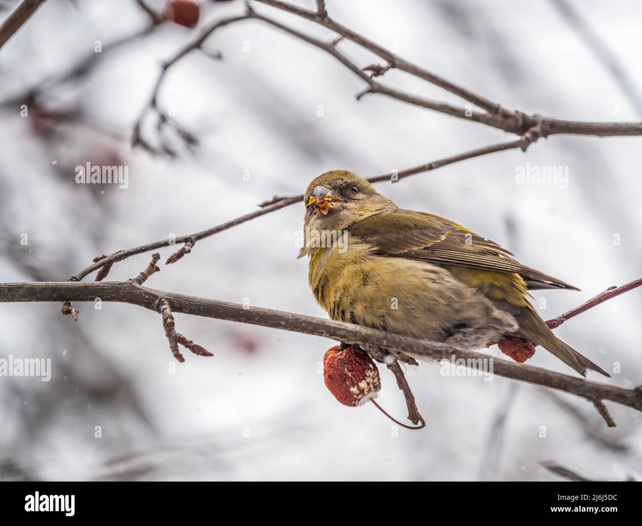 Rotkreuzschnabel Weibchen sitzt auf dem Baum Ast und isst wilde ...