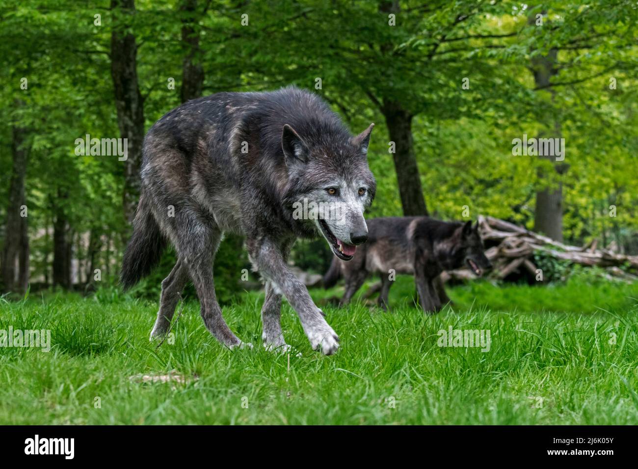 Mackenzie valley wölfe -Fotos und -Bildmaterial in hoher Auflösung – Alamy