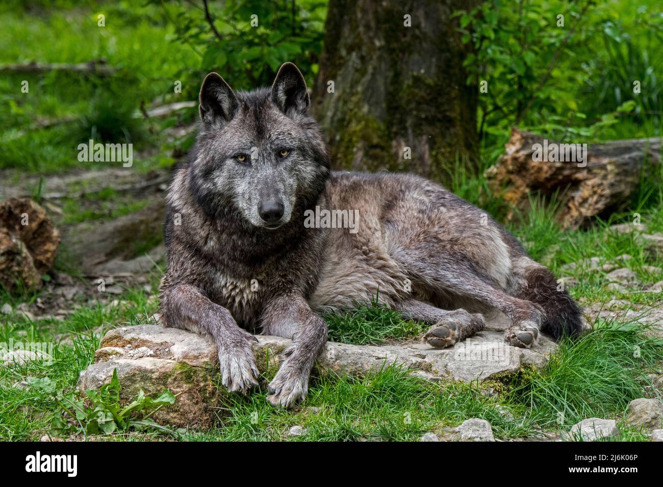 Schwarzer Nordwestwolf / Mackenzie Valley Wolf / Alaskischer Holzwolf ...