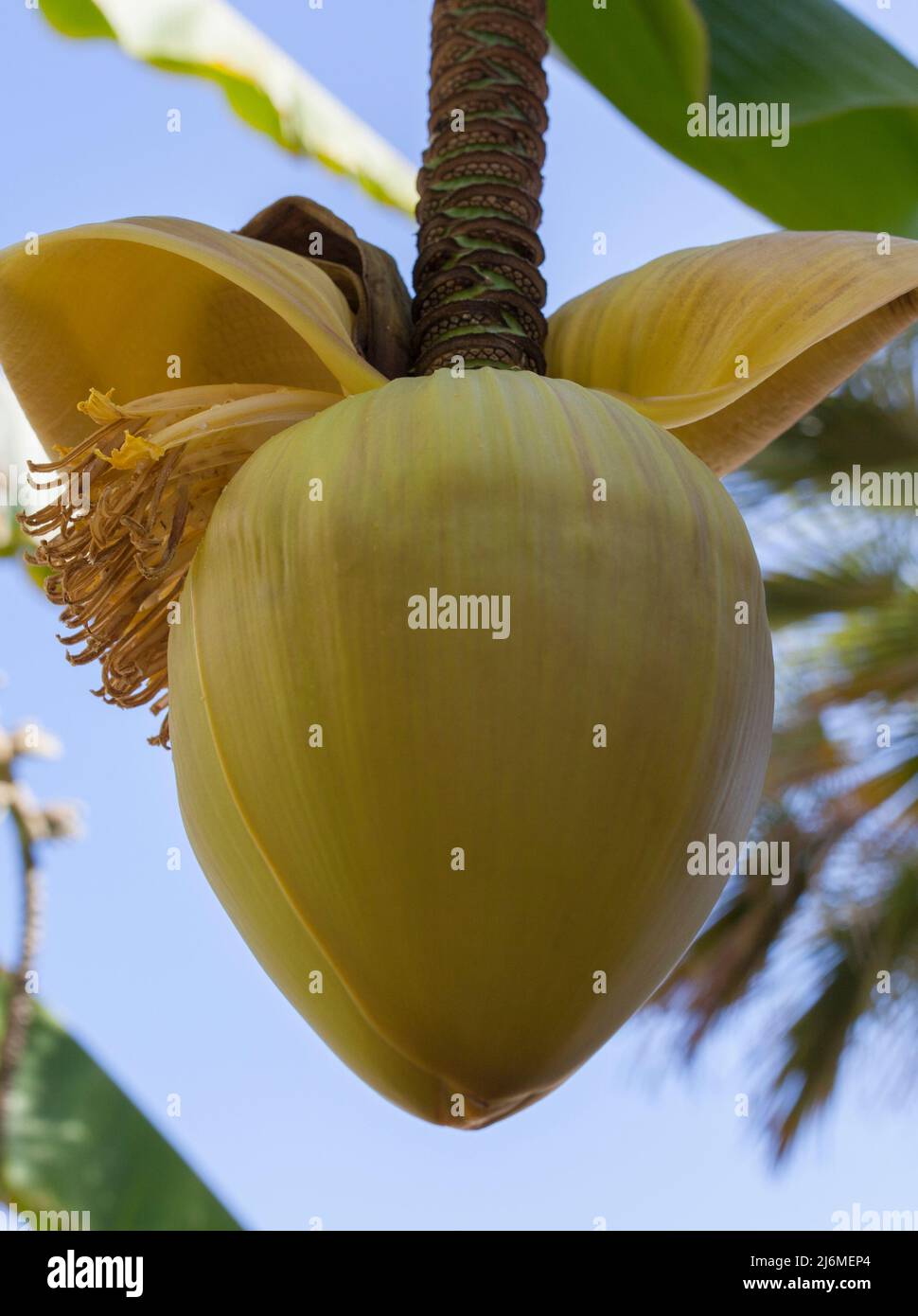 Bananenpalme hängt. Eine große gelbe Blume Stockfotografie - Alamy