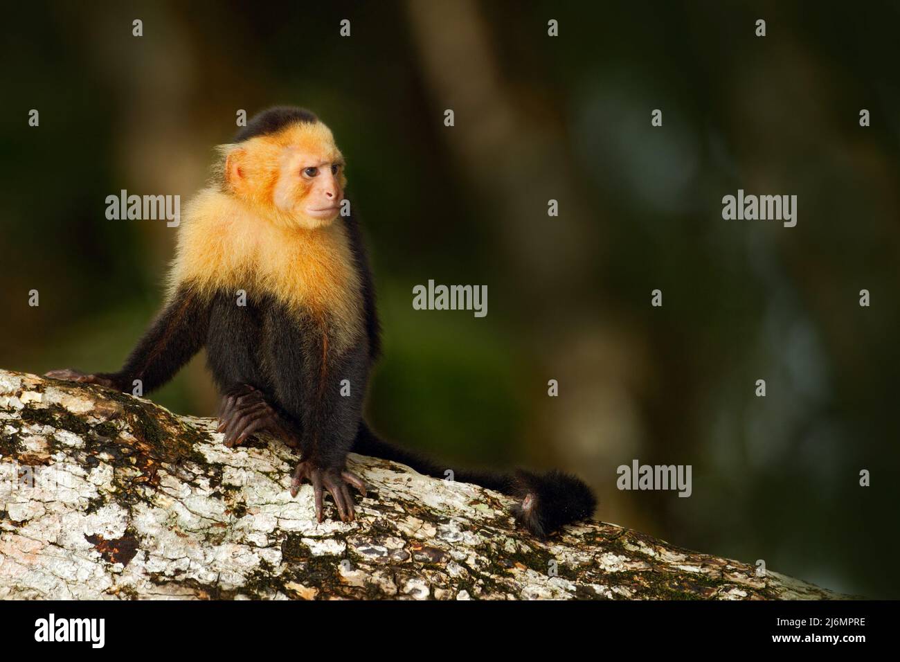 Schwarzer Affe, der auf dem Ast im dunklen Tropenwald sitzt. Weißer ...
