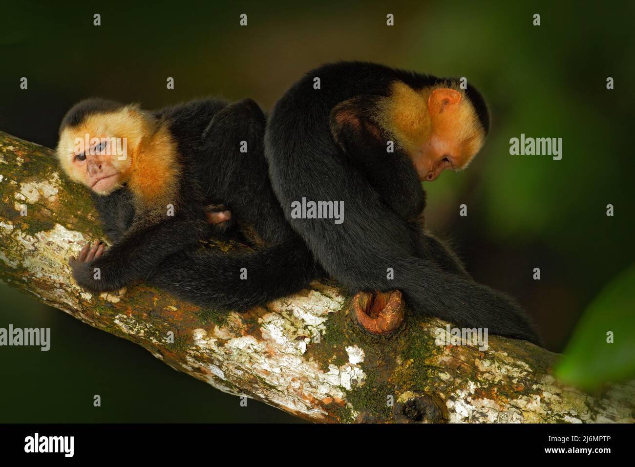 Schwarzer Affe, der auf dem Ast im dunklen Tropenwald sitzt. Weißer ...