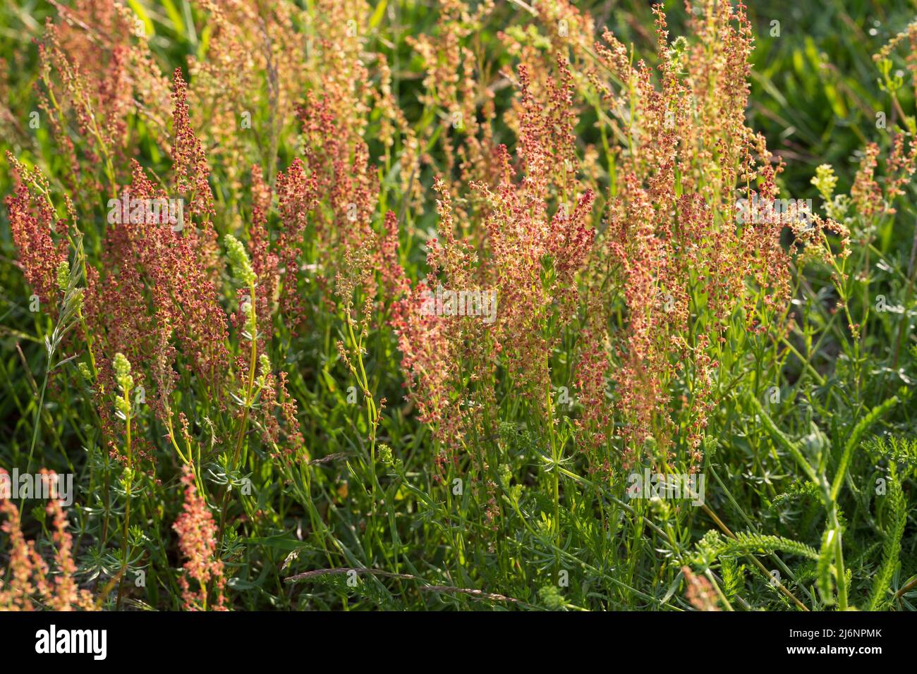 Kleiner, Kleiner Sauerampfer, Rumex Ampfer, Zwerg-Sauerampfer ...
