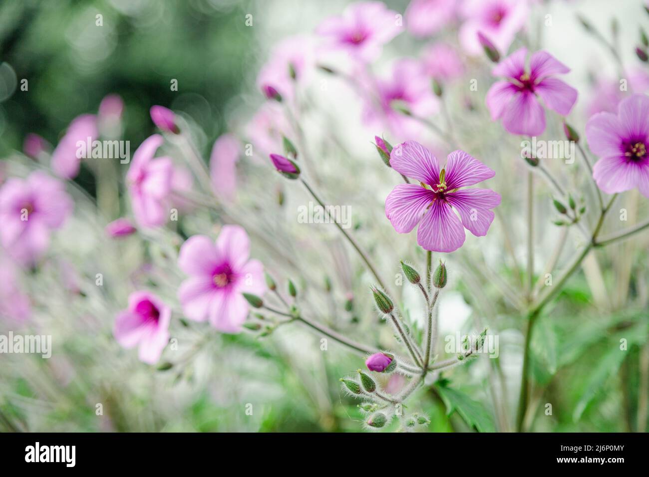 Wilde blumen in voller blüte -Fotos und -Bildmaterial in hoher ...