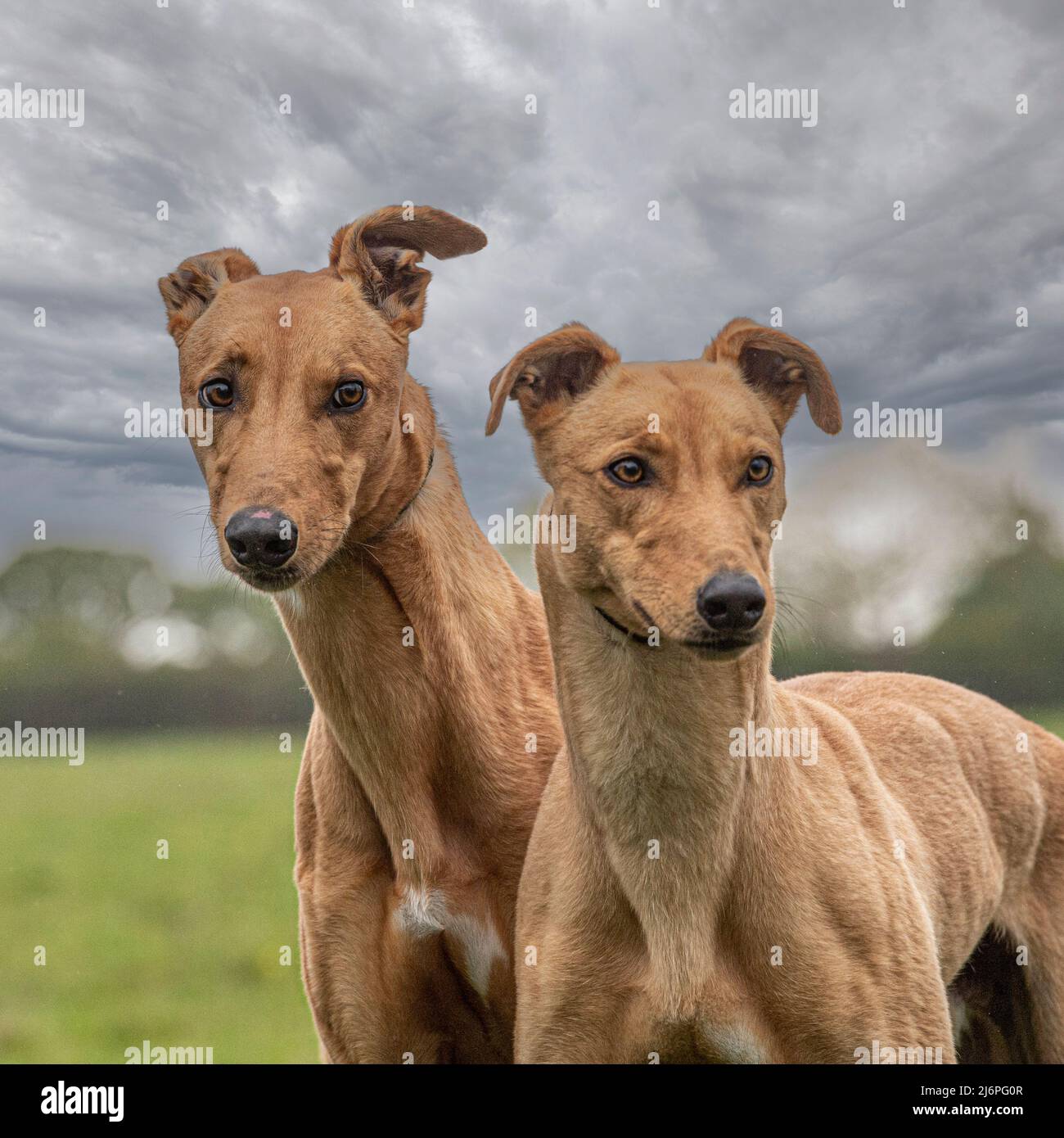 Kopf des bullen -Fotos und -Bildmaterial in hoher Auflösung – Alamy
