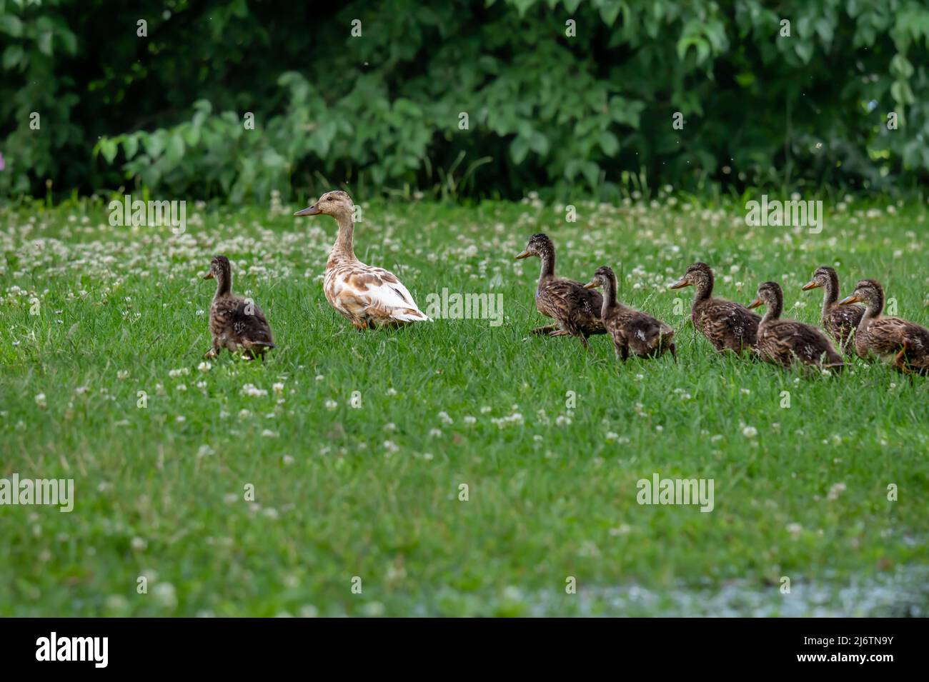 Beauty in nat -Fotos und -Bildmaterial in hoher Auflösung – Alamy