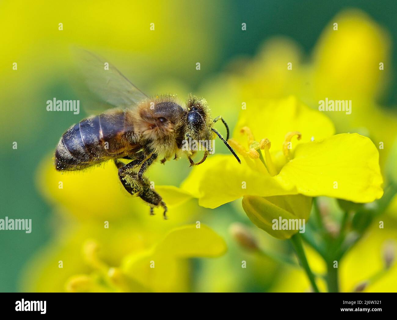 04. Mai 2022, Brandenburg, Sauen: Eine Biene nähert sich einer ...