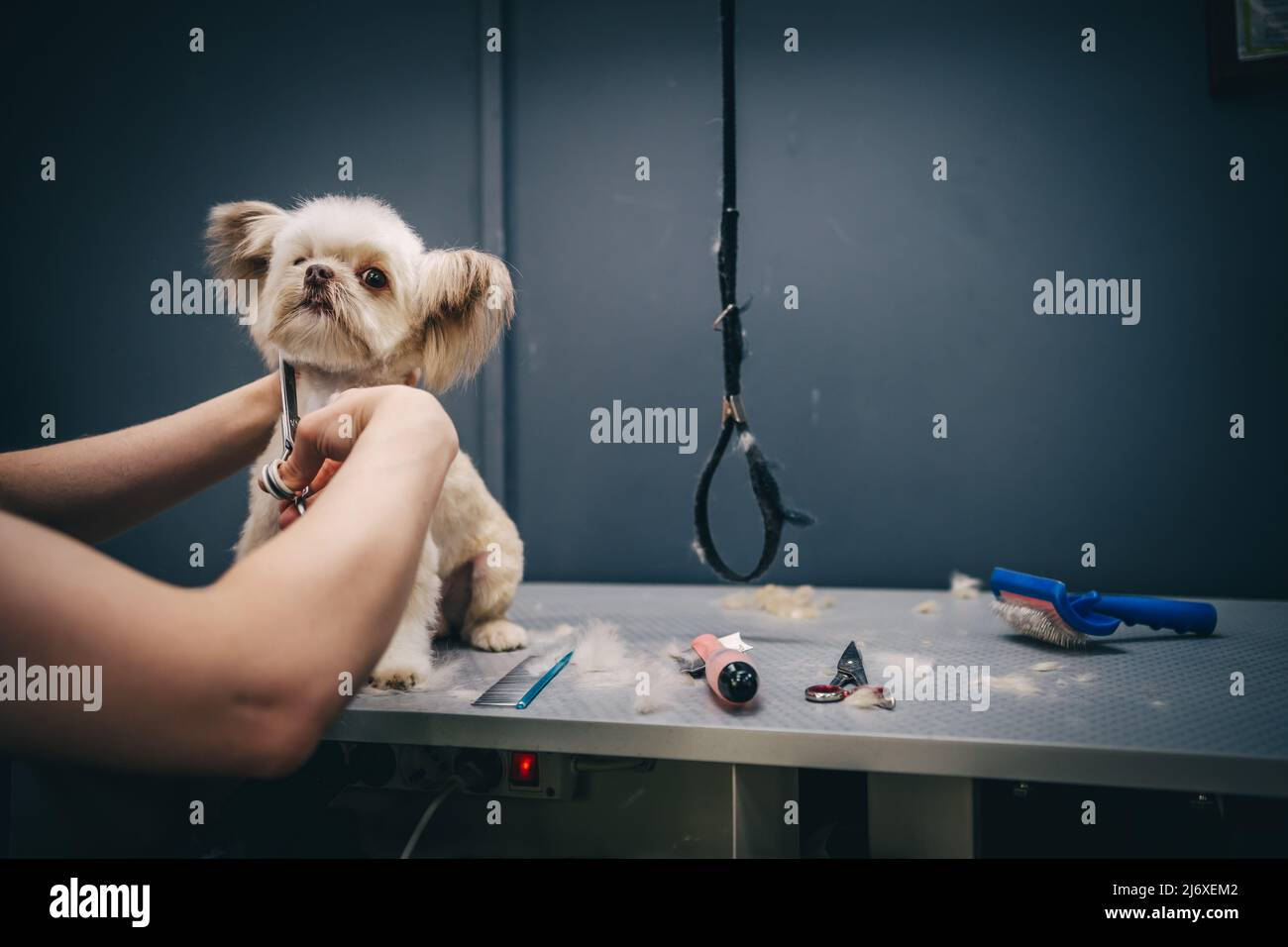 Hundeausstellung haarschnitt -Fotos und -Bildmaterial in hoher ...