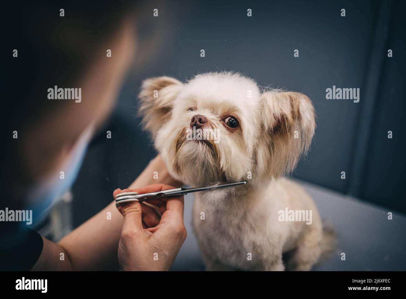 Hundeausstellung haarschnitt -Fotos und -Bildmaterial in hoher ...