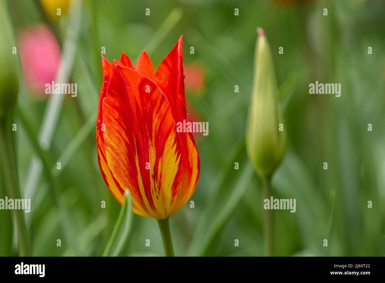 Rote tulpe mit gelb gebrochen -Fotos und -Bildmaterial in hoher Auflösung – Alamy