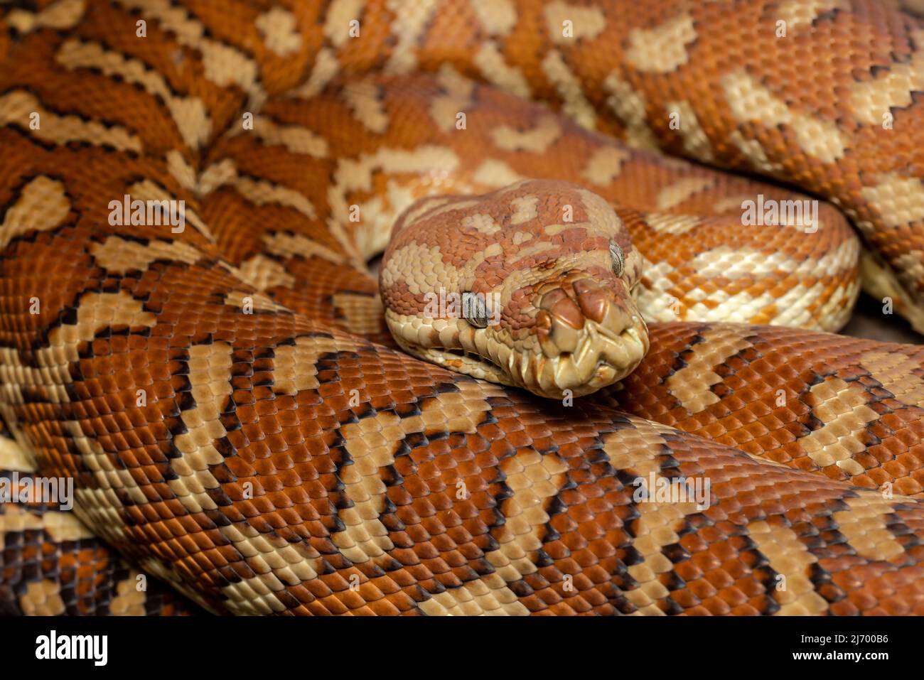 Morelia bredli -Fotos und -Bildmaterial in hoher Auflösung – Alamy