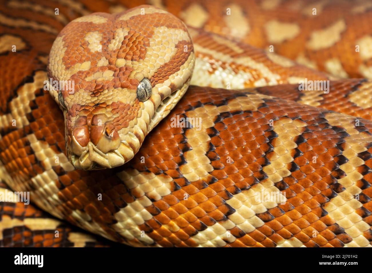 Morelia bredli -Fotos und -Bildmaterial in hoher Auflösung – Alamy