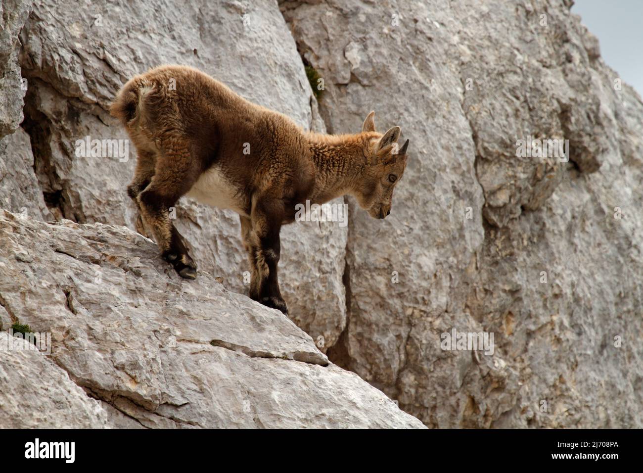 Steinbock - Capra Steinbock - Baby in den Bergen des Triglav ...