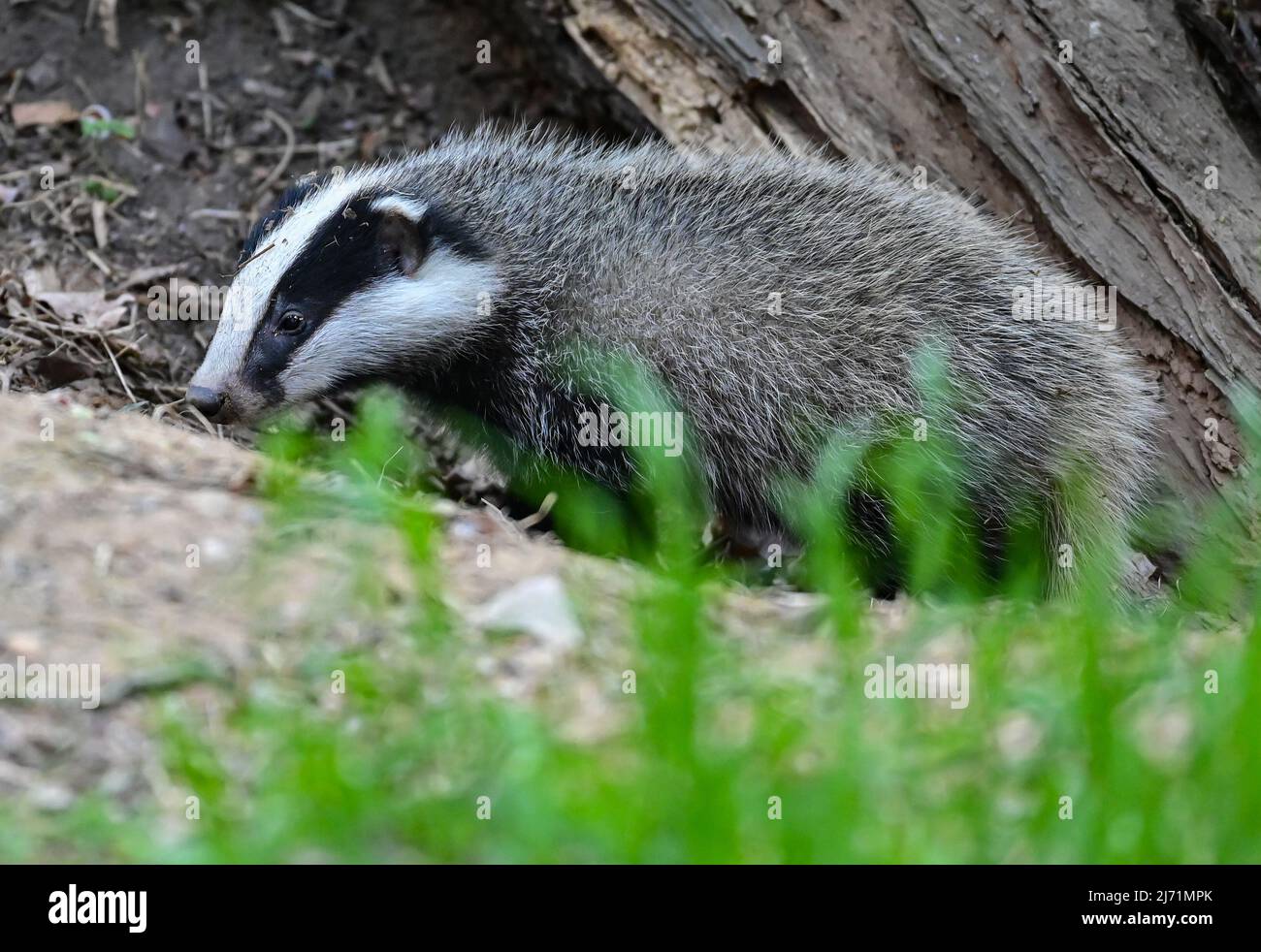 Dachs marder wald -Fotos und -Bildmaterial in hoher Auflösung – Alamy