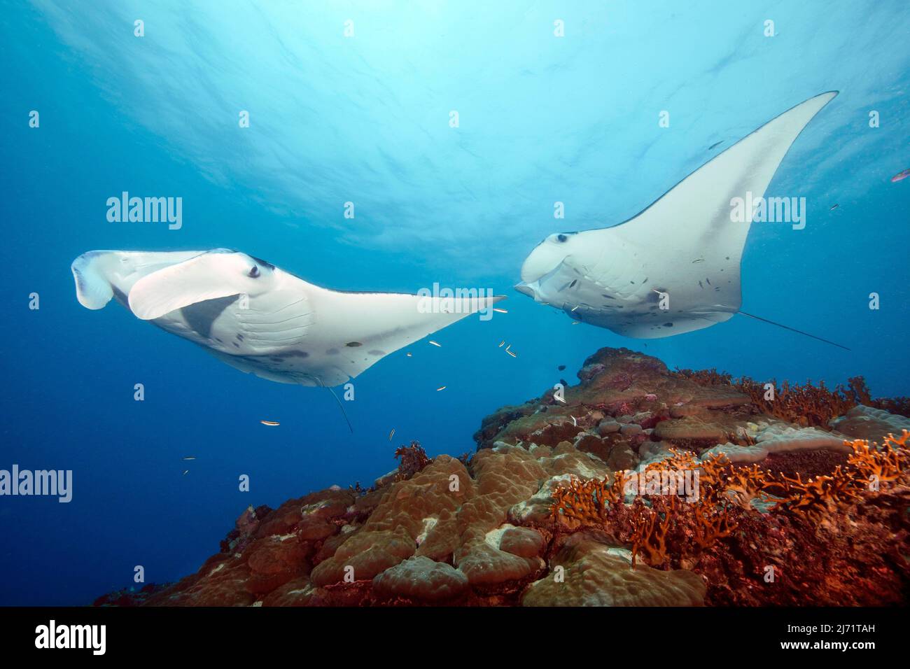 Manta putzerstation -Fotos und -Bildmaterial in hoher Auflösung – Alamy
