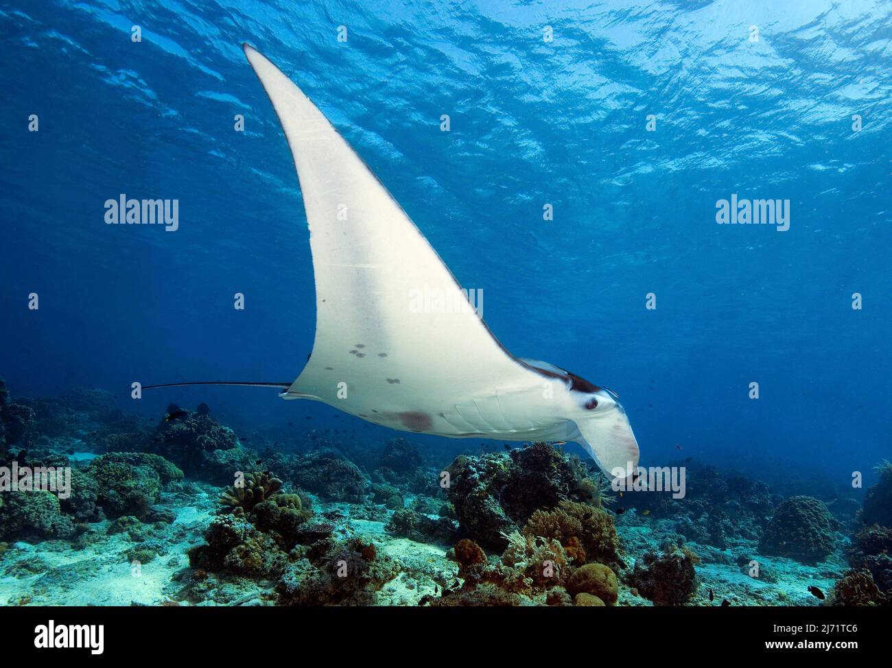 Manta putzerstation -Fotos und -Bildmaterial in hoher Auflösung – Alamy