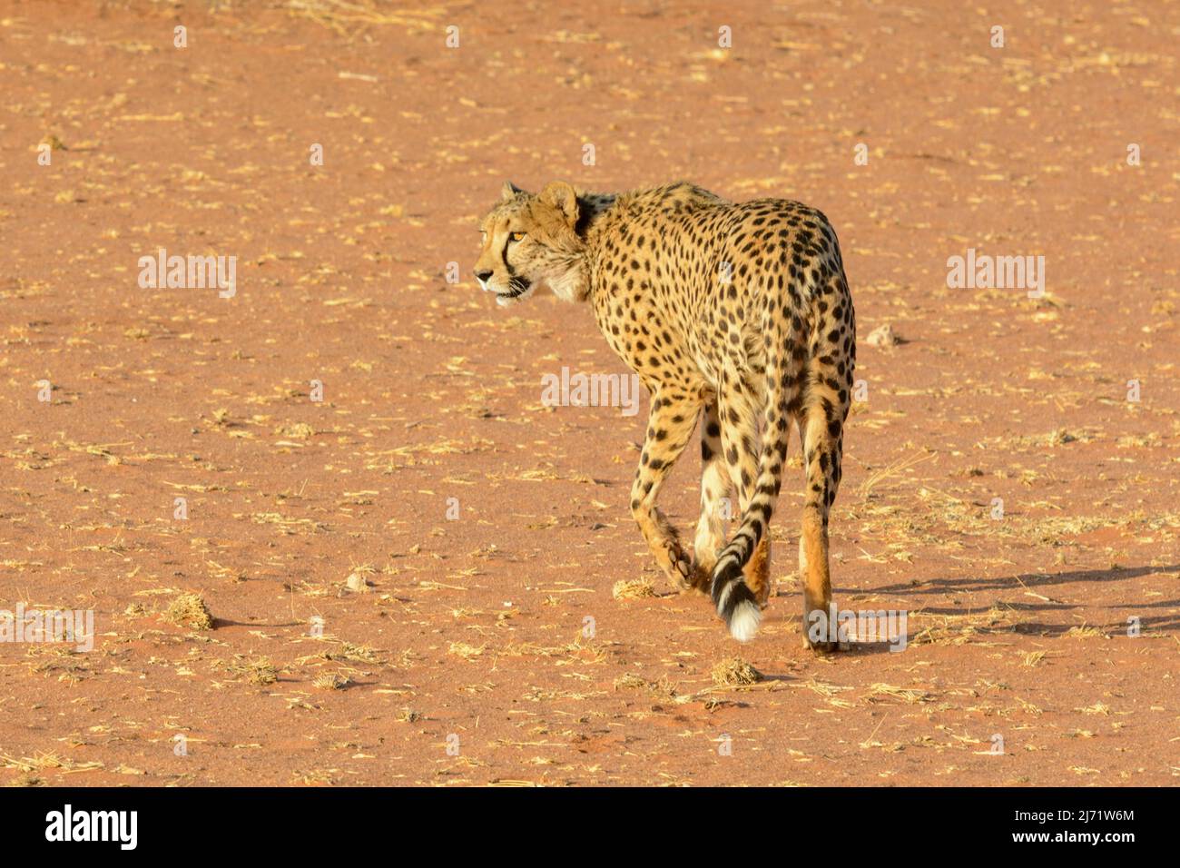 Gepard (Acinonyx jubatus) in der Sanddünensavanne der Kalahari-Wüste ...
