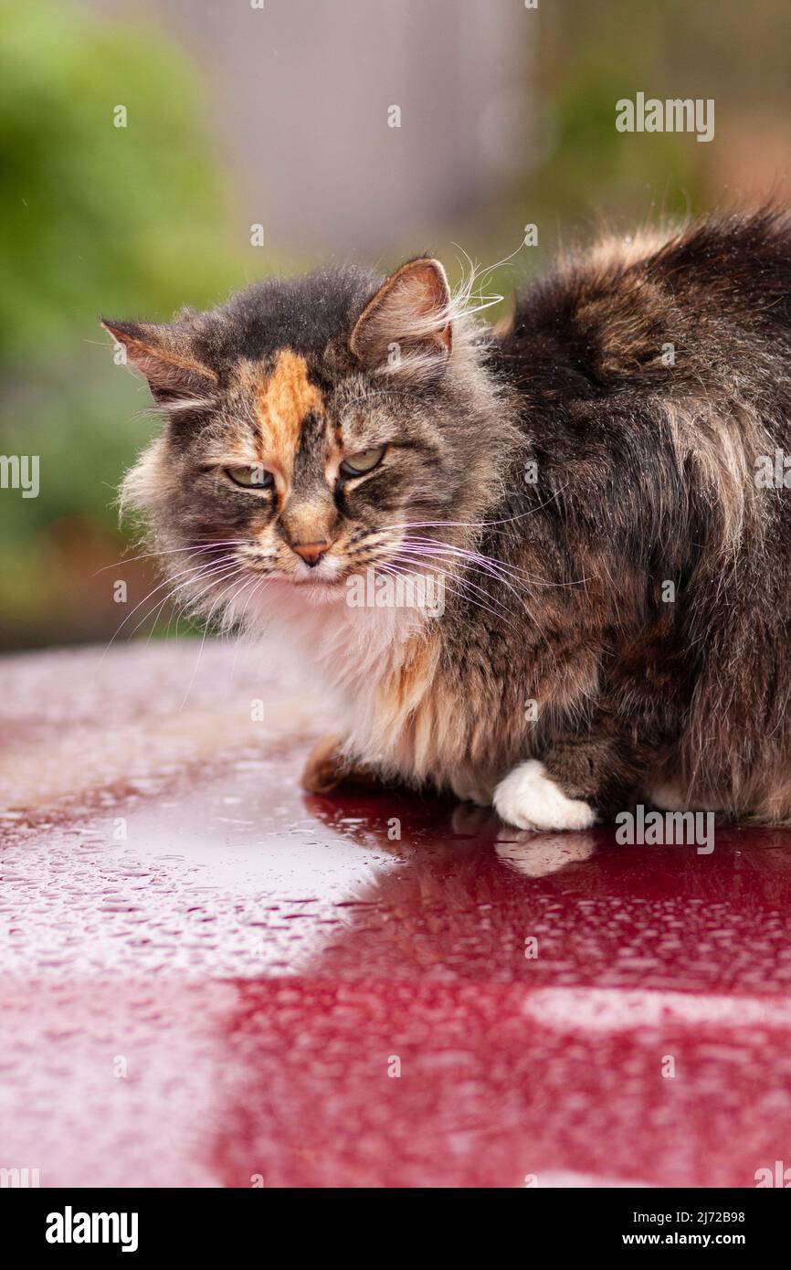 Lange haare kaliko katze -Fotos und -Bildmaterial in hoher Auflösung ...